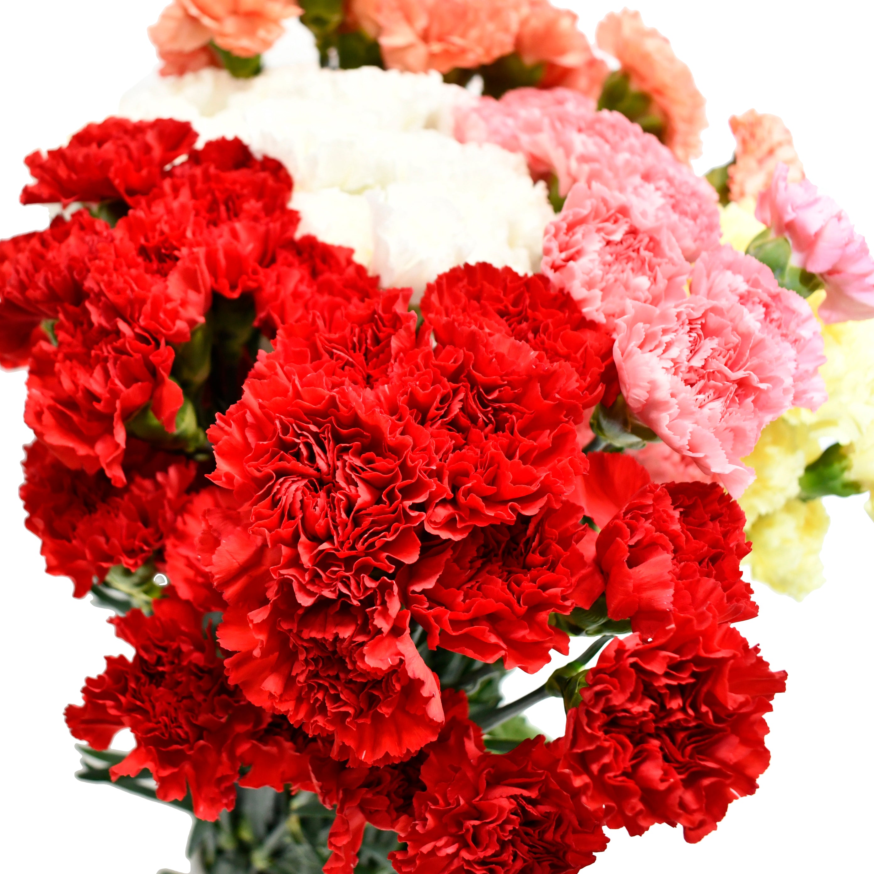 Carnations – eflowerwholesale