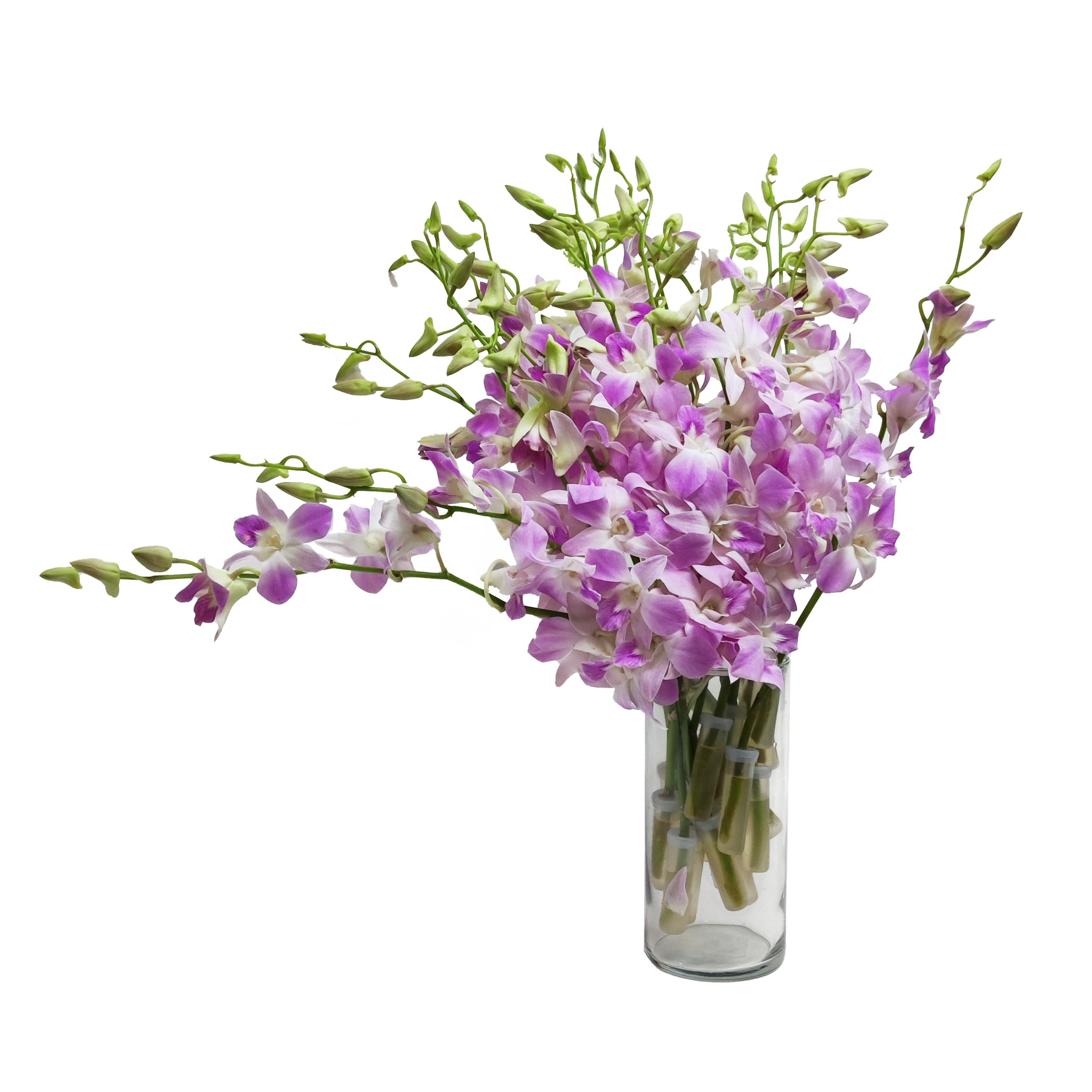 Sakura Light Pink/Lavender Dendrobium Orchids – eflowerwholesale