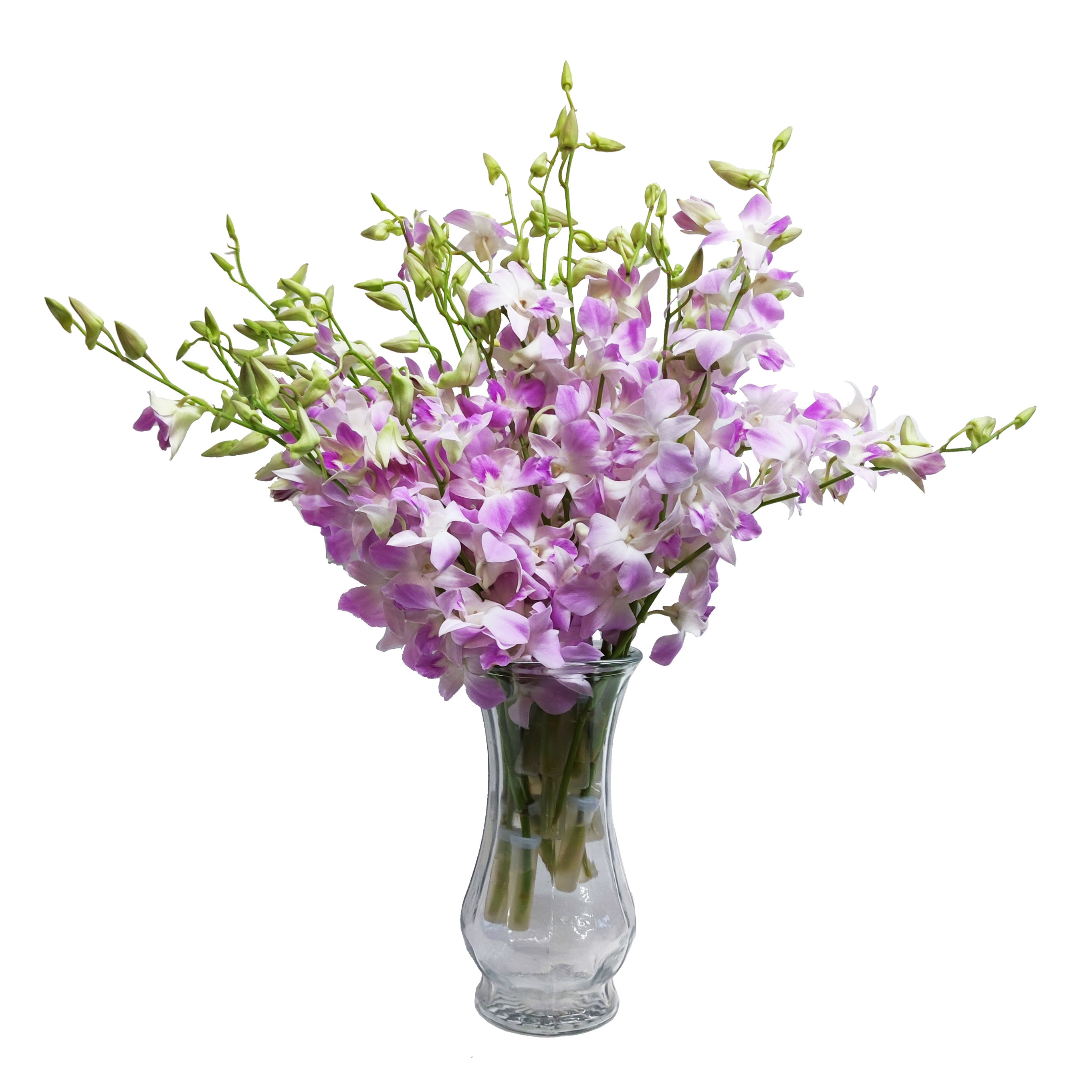 Sakura Light Pink/Lavender Dendrobium Orchids – eflowerwholesale