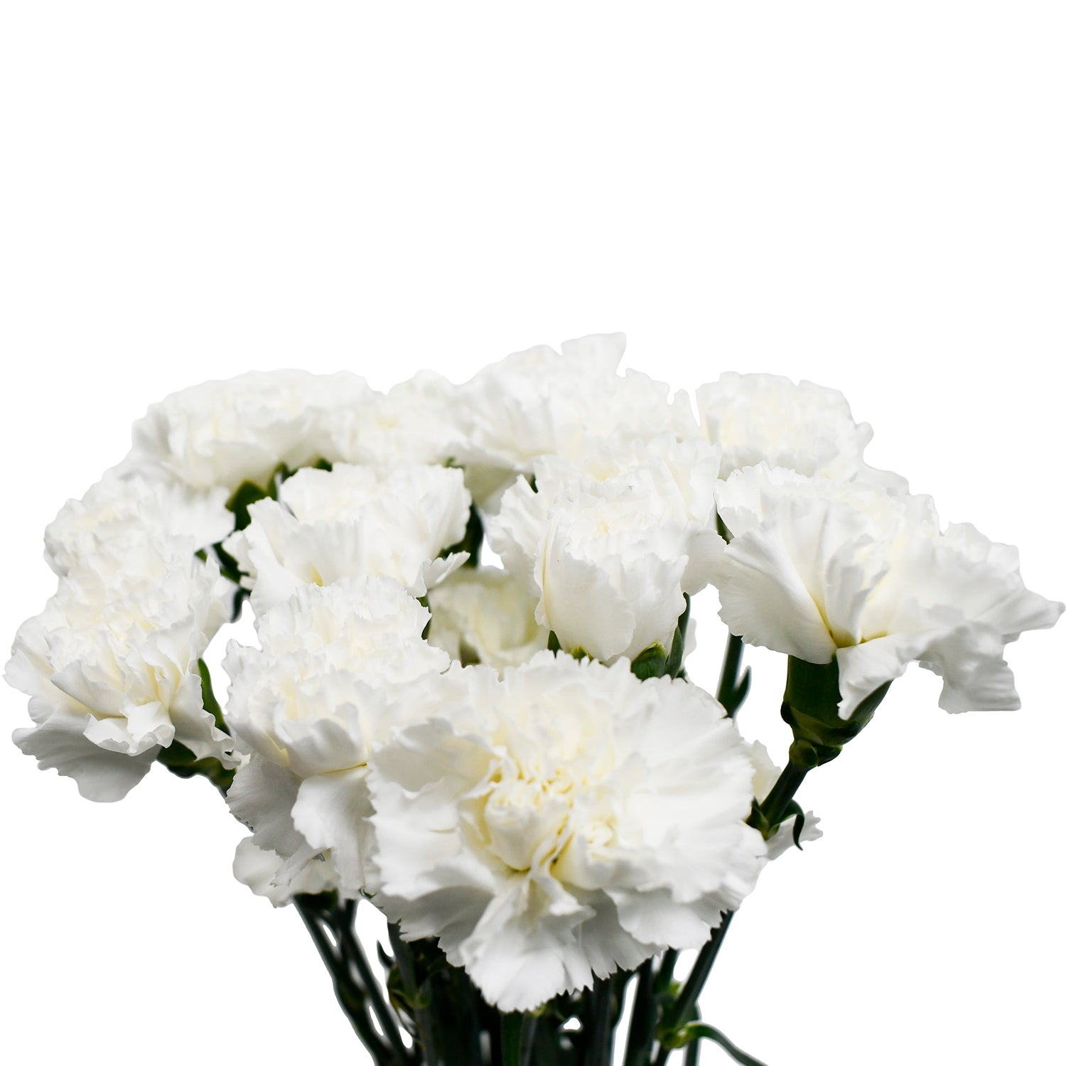 White Carnations – eflowerwholesale