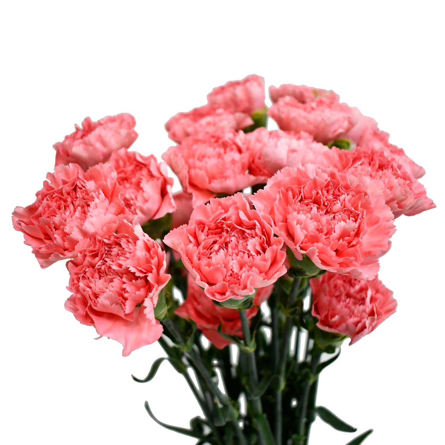 Pink Carnations – eflowerwholesale